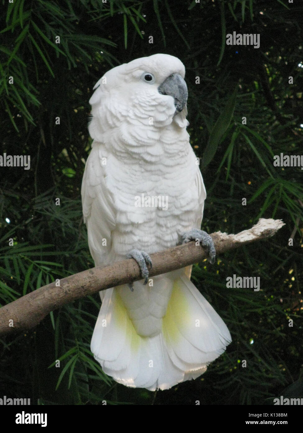 Centennial conservatory hi-res stock photography and images - Alamy