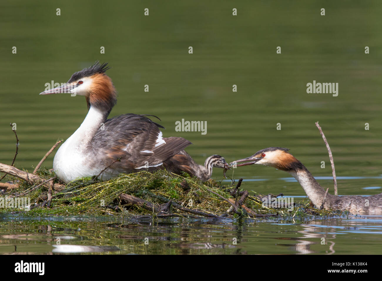 Female great crested grebe hi-res stock photography and images - Alamy