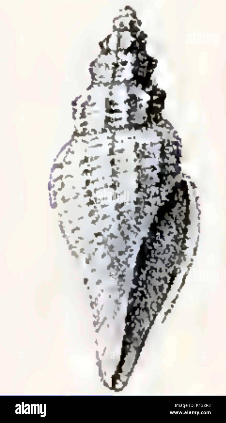 Bela barbiton 001 Stock Photo - Alamy