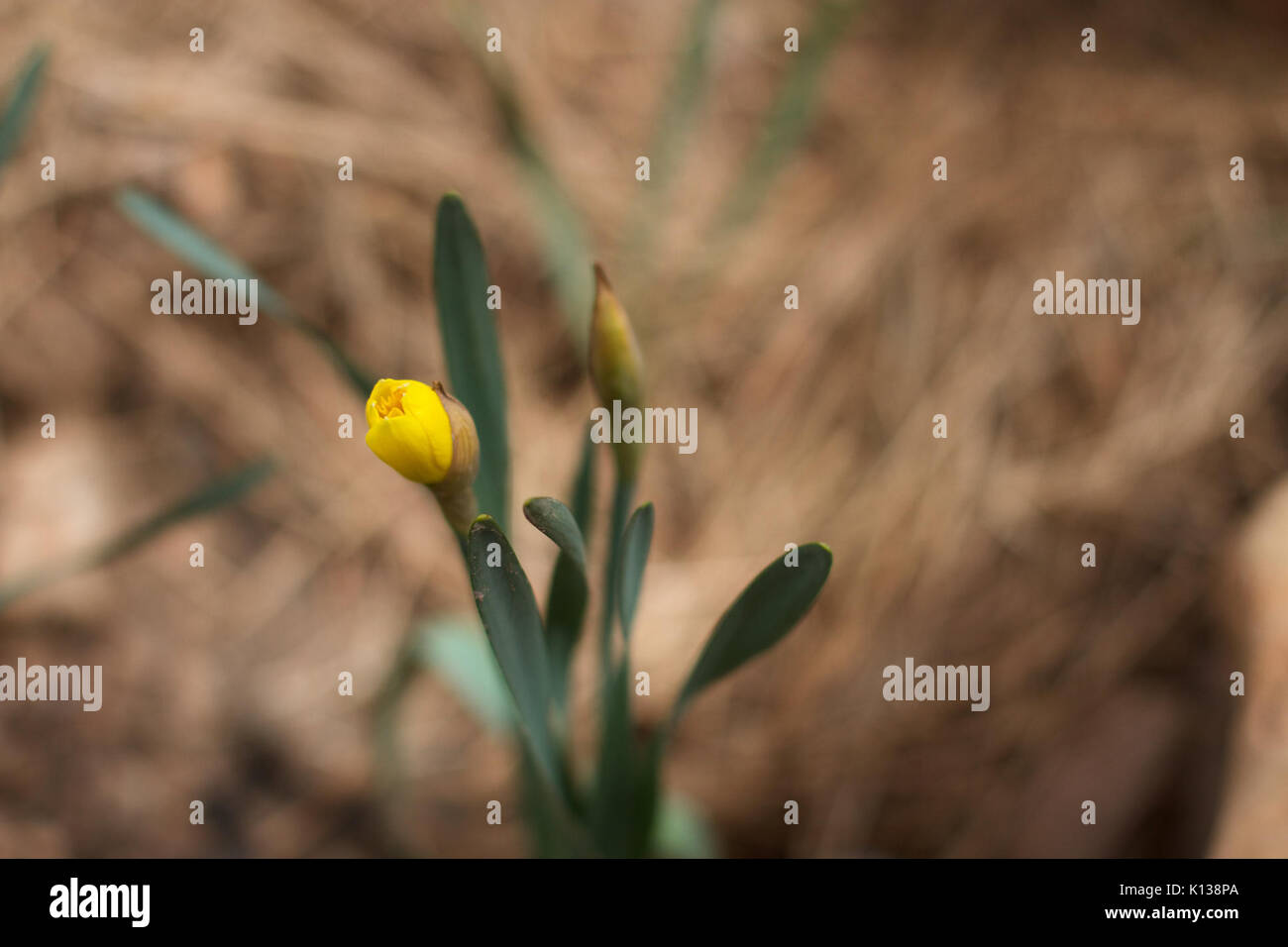 Another vibrant species hi-res stock photography and images - Alamy