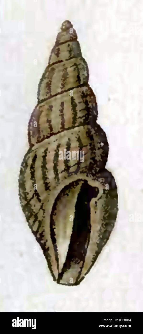 Bela erosa 001 Stock Photo - Alamy