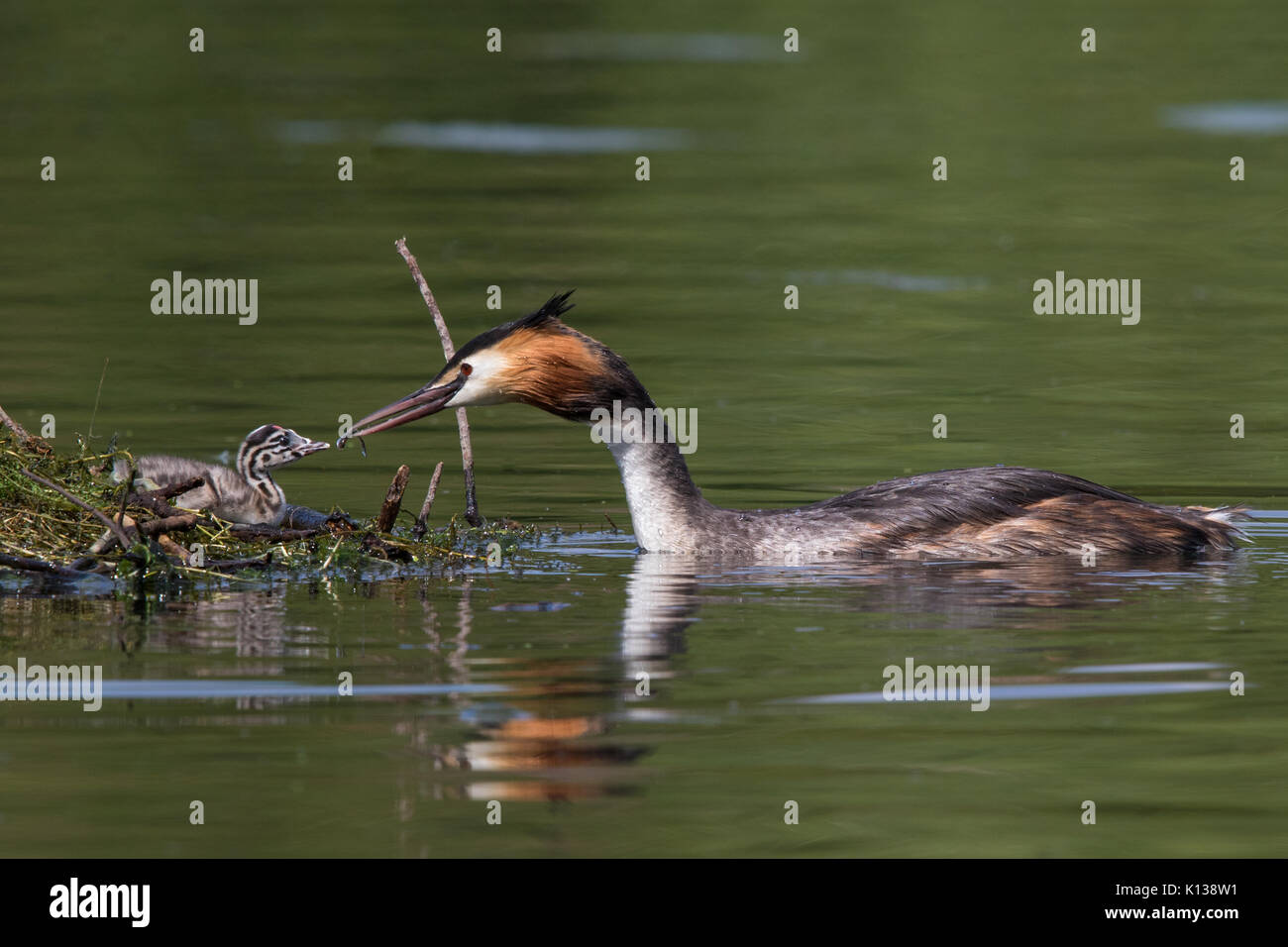 Female great crested grebe hi-res stock photography and images - Alamy