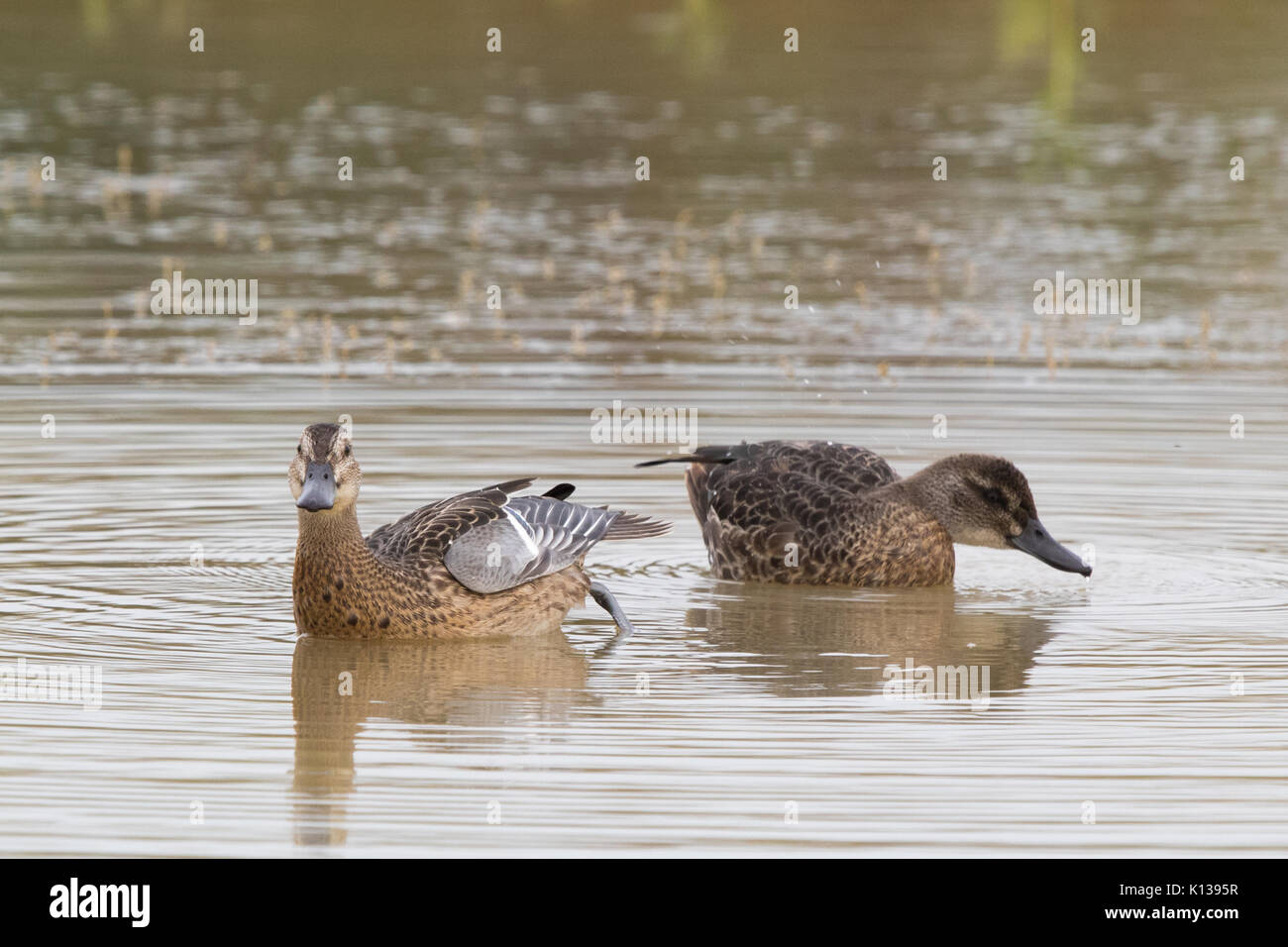 Wing stretching hi-res stock photography and images - Alamy