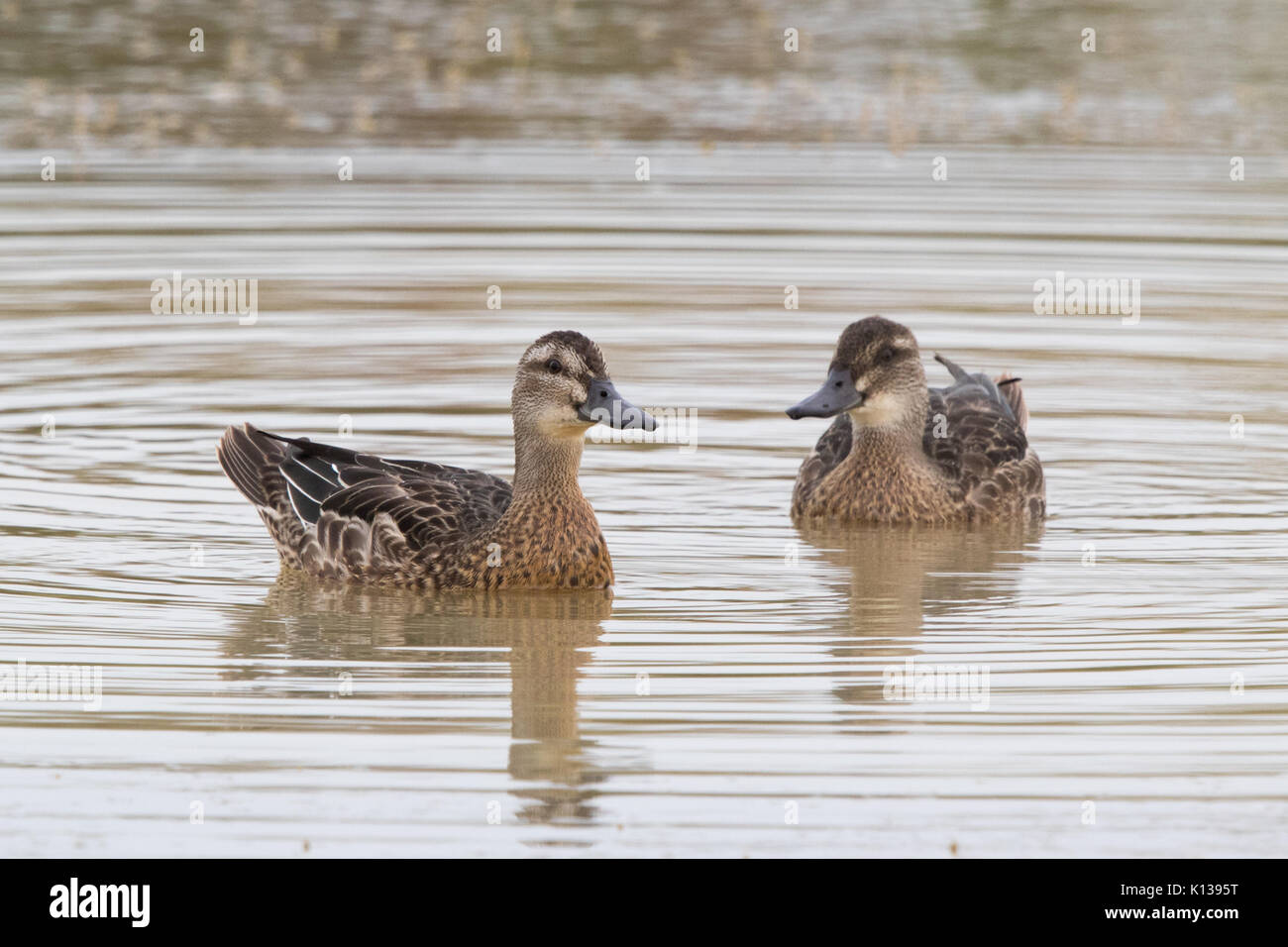 female and immature male Garganey (Anas querquedula Stock Photo - Alamy