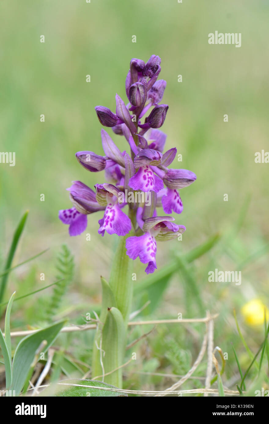 Anacamptis morio illustration hi-res stock photography and images - Alamy