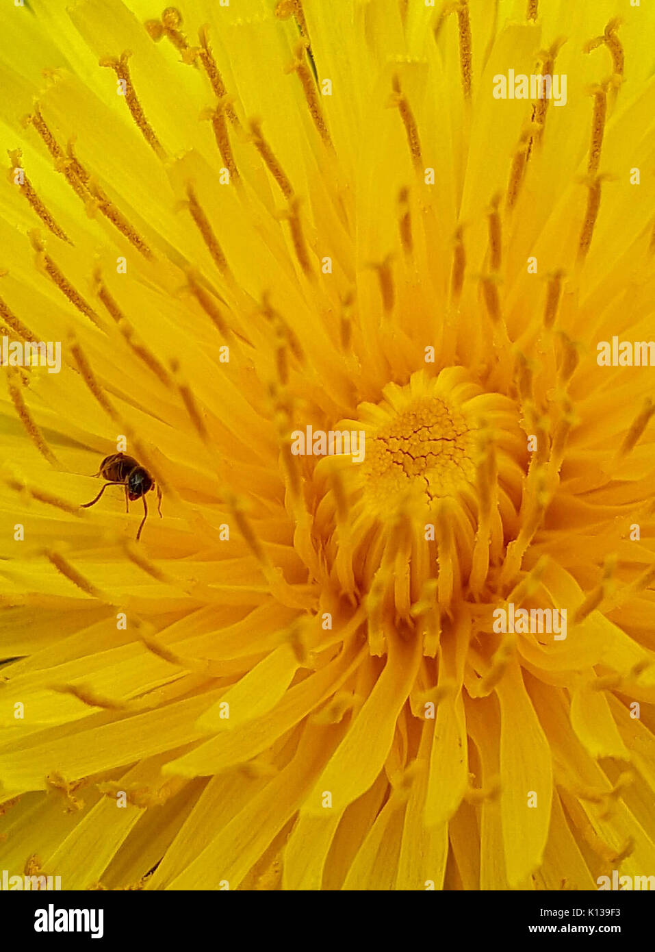 Another hurdle. (33558583840 Stock Photo - Alamy