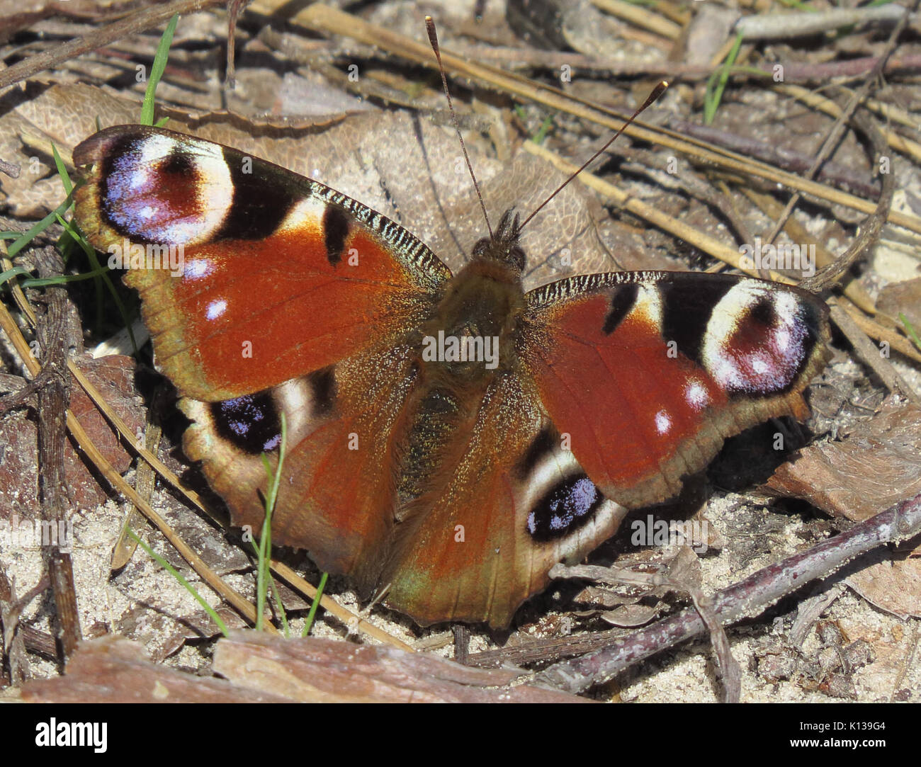 Very old aglais io hi-res stock photography and images - Alamy