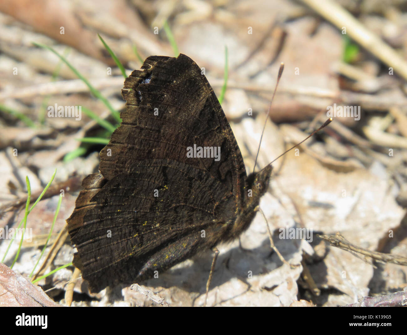 Very old aglais io hi-res stock photography and images - Alamy
