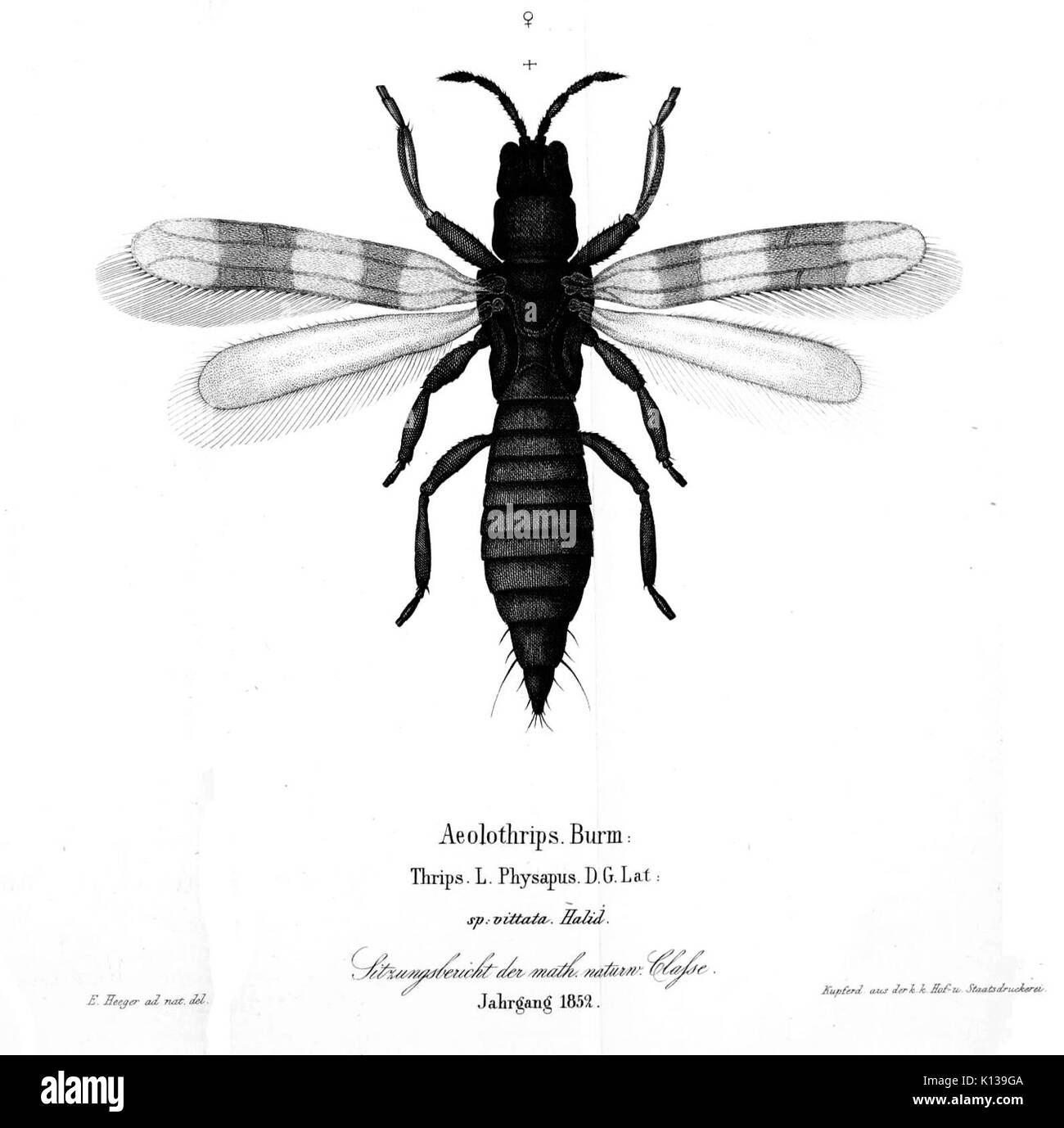 Aeolothrips hi-res stock photography and images - Alamy