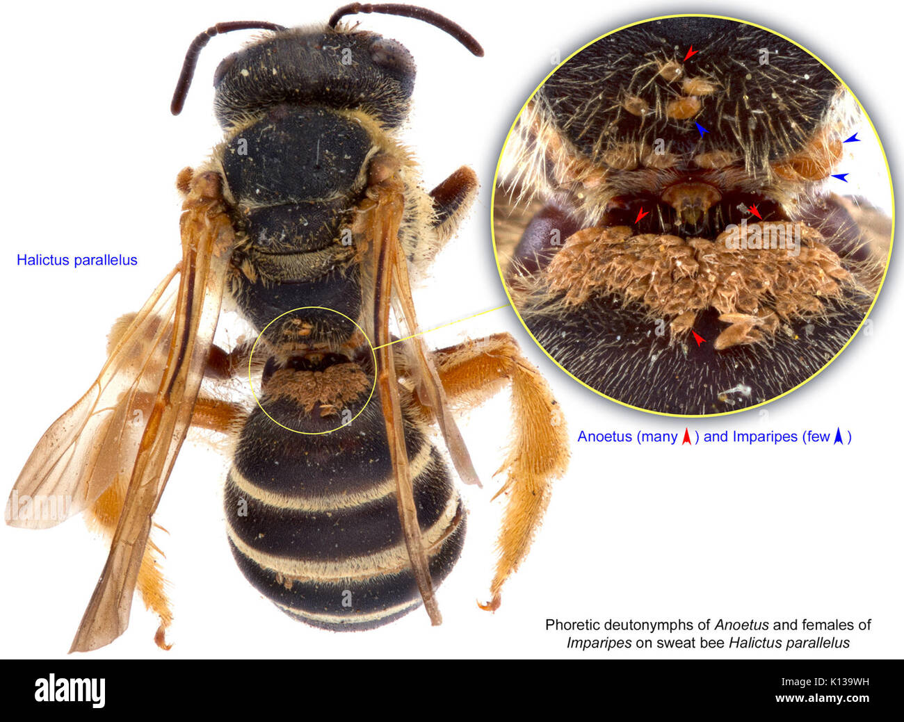 Halictus hi-res stock photography and images - Alamy