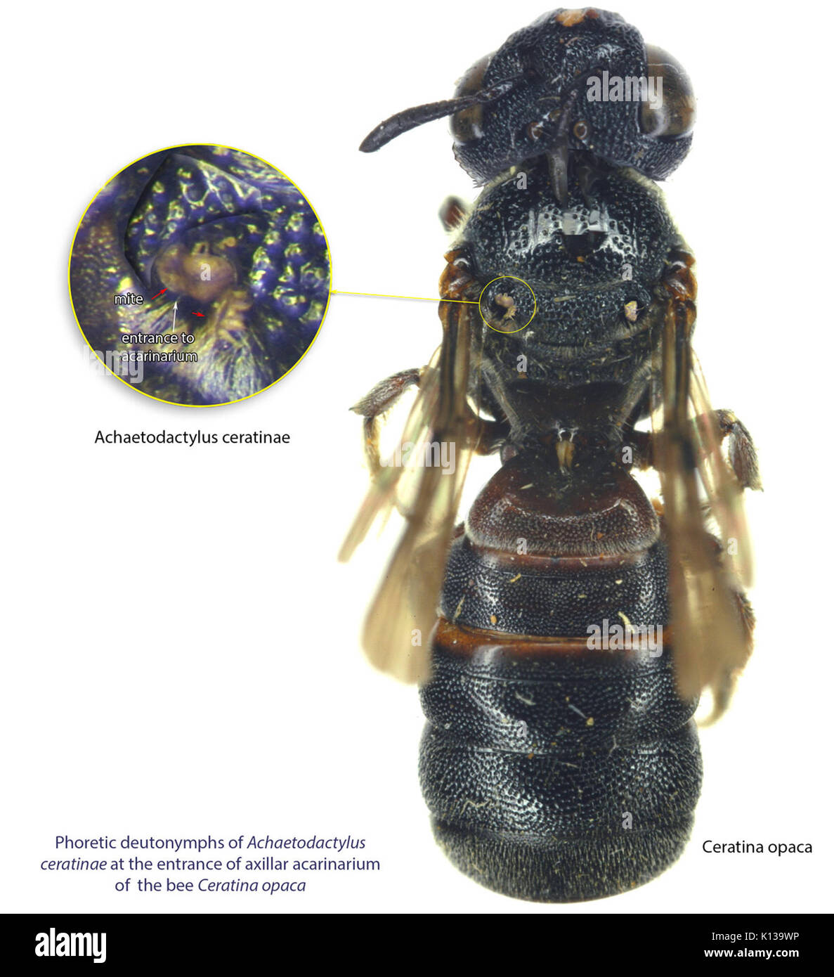 Parasite on host Cut Out Stock Images & Pictures - Alamy