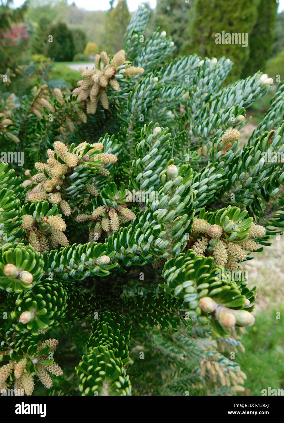 Abies koreana silver show Stock Photo - Alamy