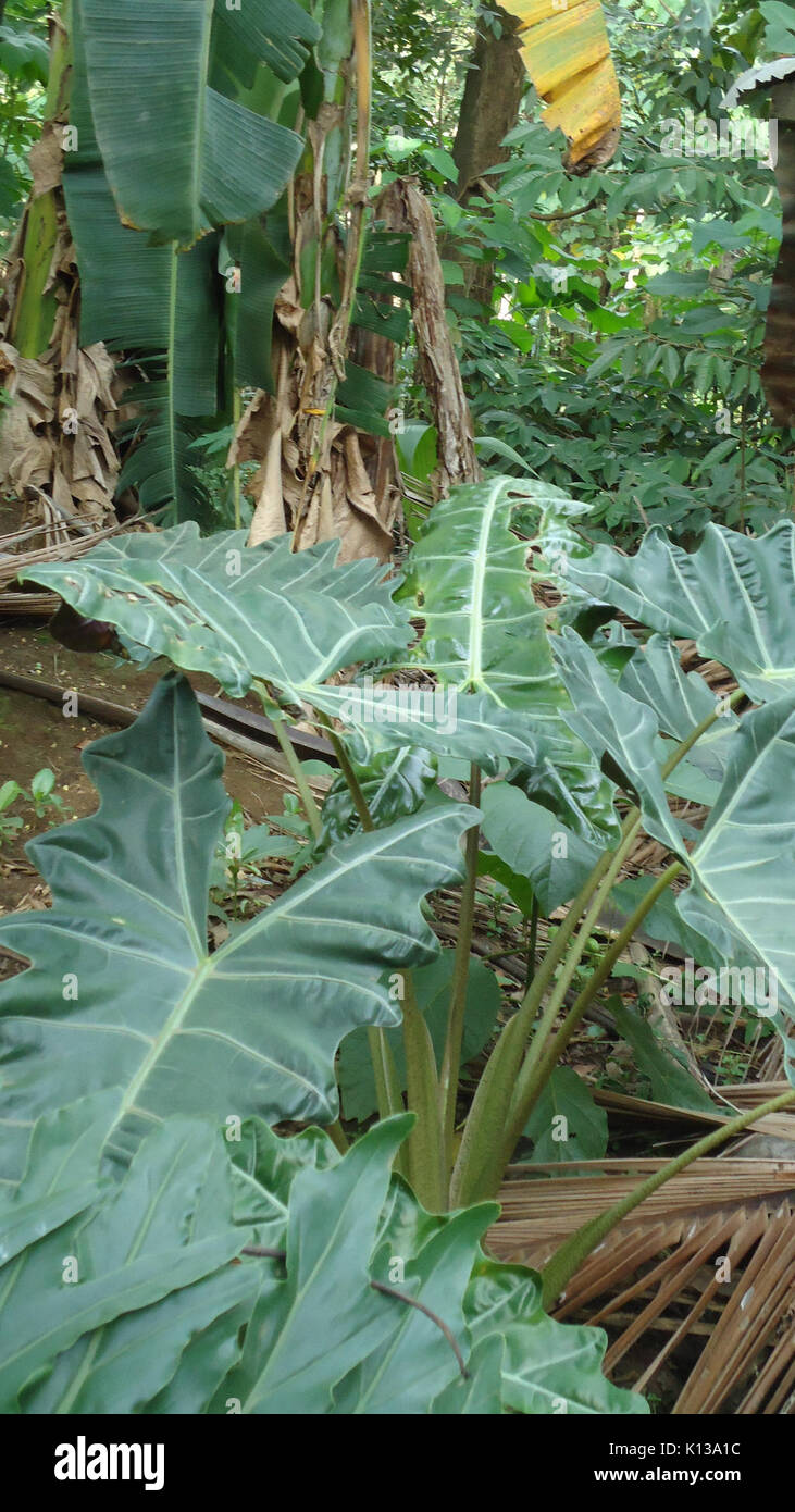 Alocasia sanderiana hi-res stock photography and images - Alamy