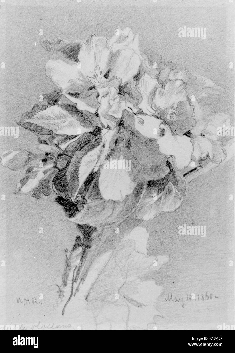 Spring trees apple tree Black and White Stock Photos & Images - Alamy