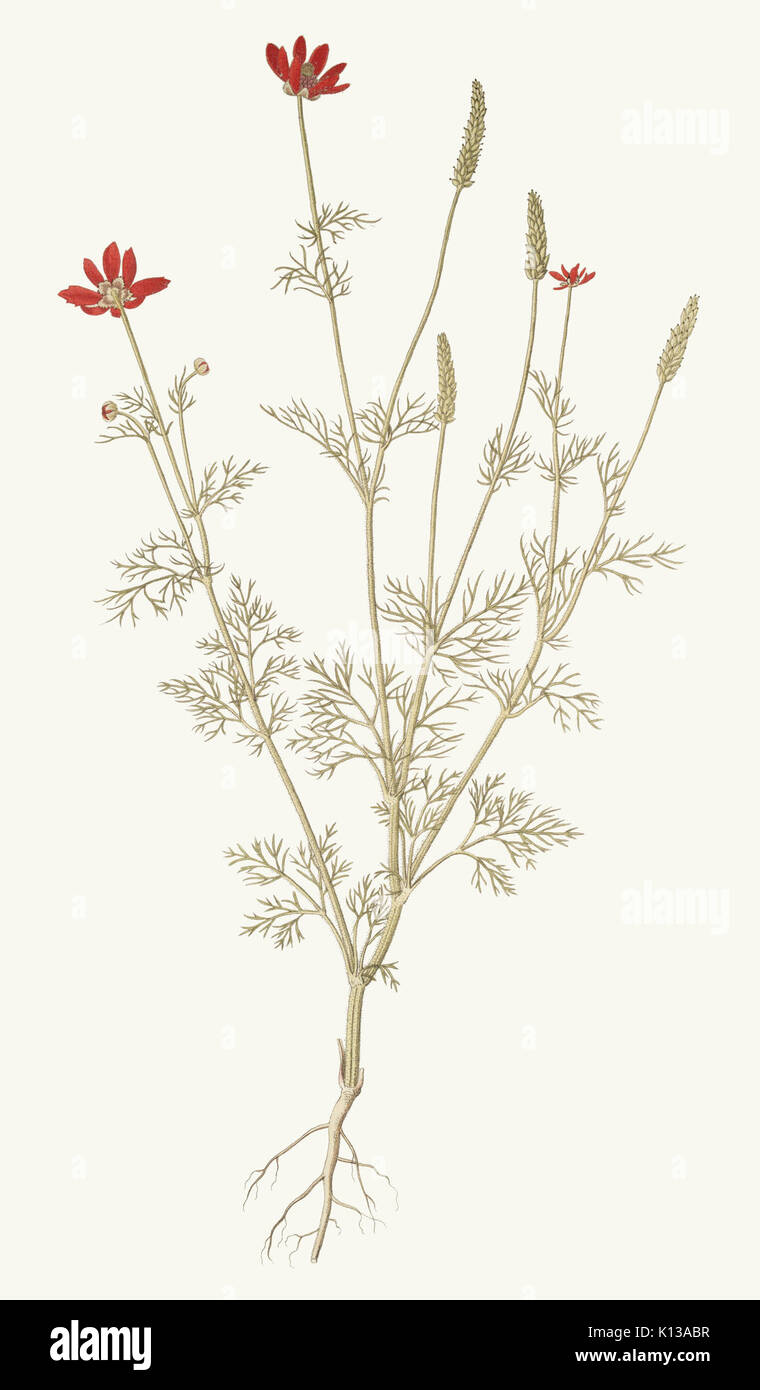 Adonis flammea Florae Austriaceae, vol. 4, Tab. 355 Stock Photo - Alamy