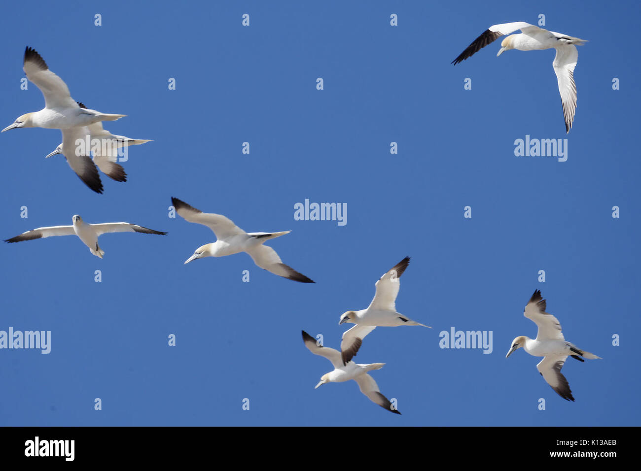 Depicting eight birds hi-res stock photography and images - Alamy