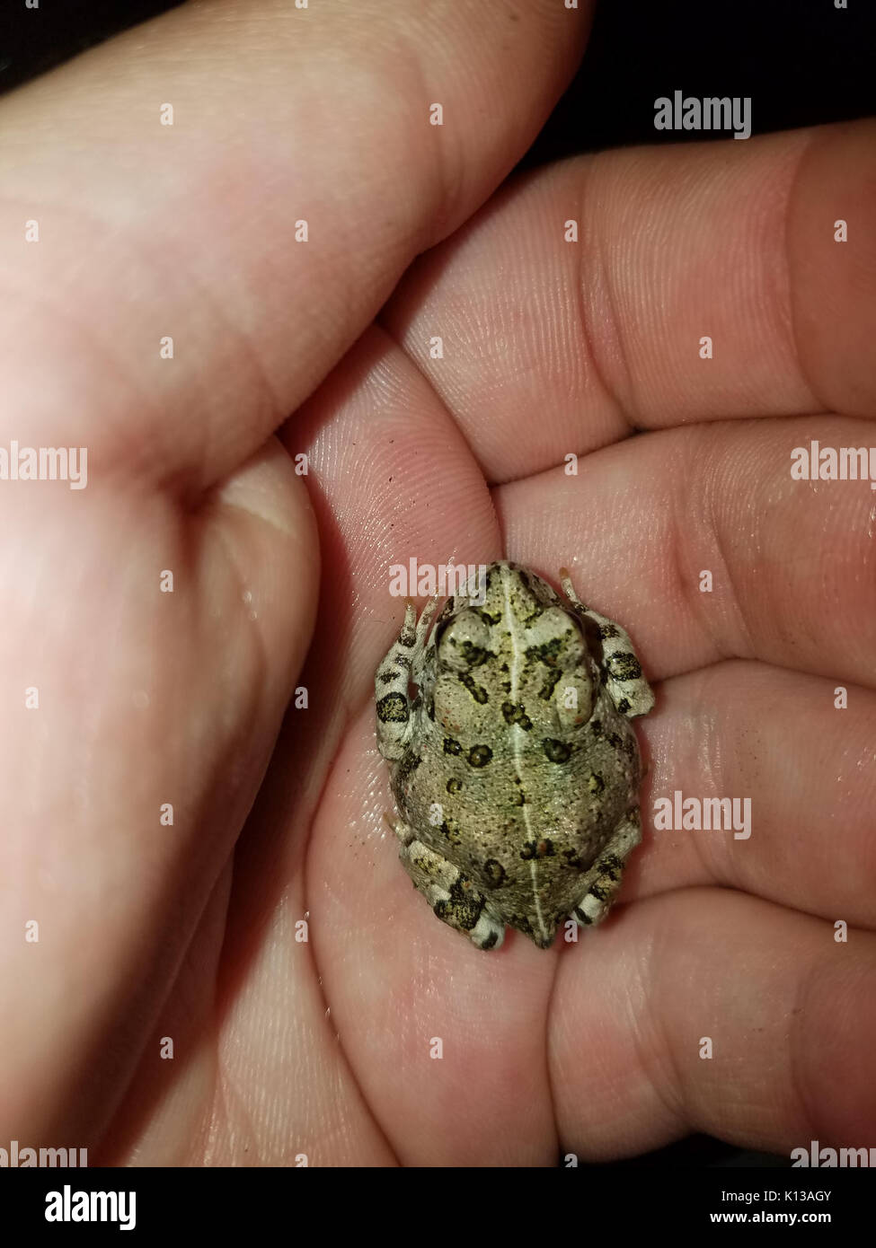 American toad subadult Stock Photo - Alamy