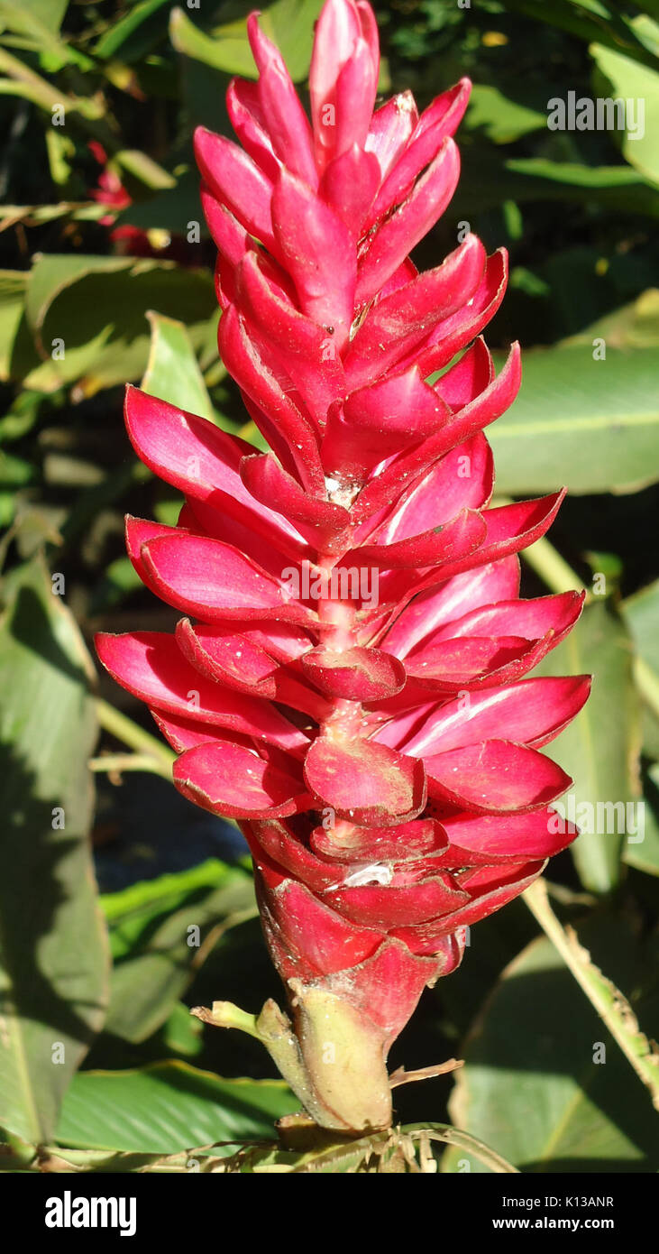 Alpinia purpurata (Red Ginger Stock Photo - Alamy