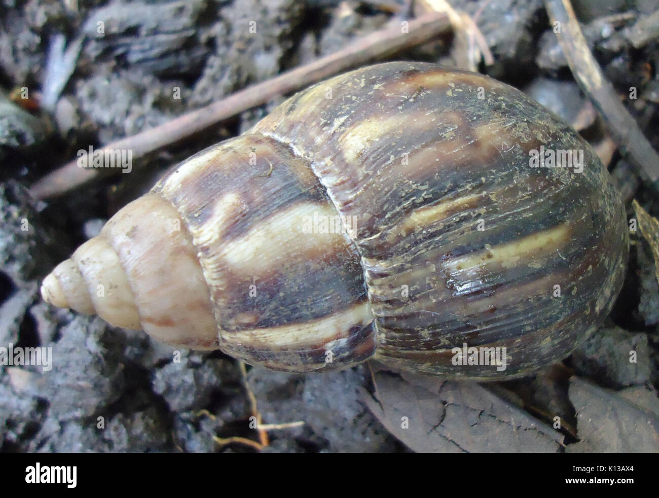 Achatina achatina african giant snail hi-res stock photography and ...