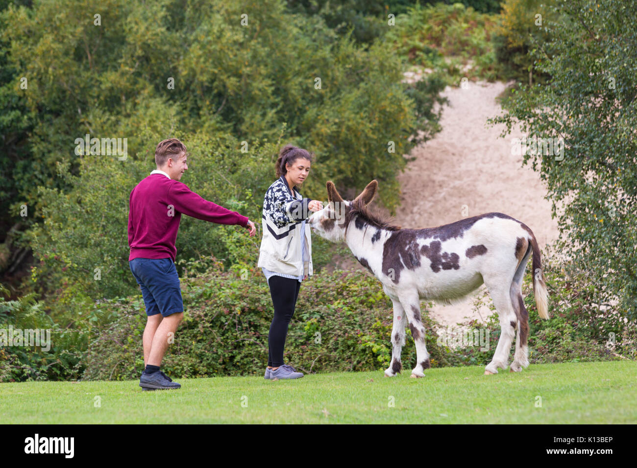 Linwood, new forest hi-res stock photography and images - Alamy