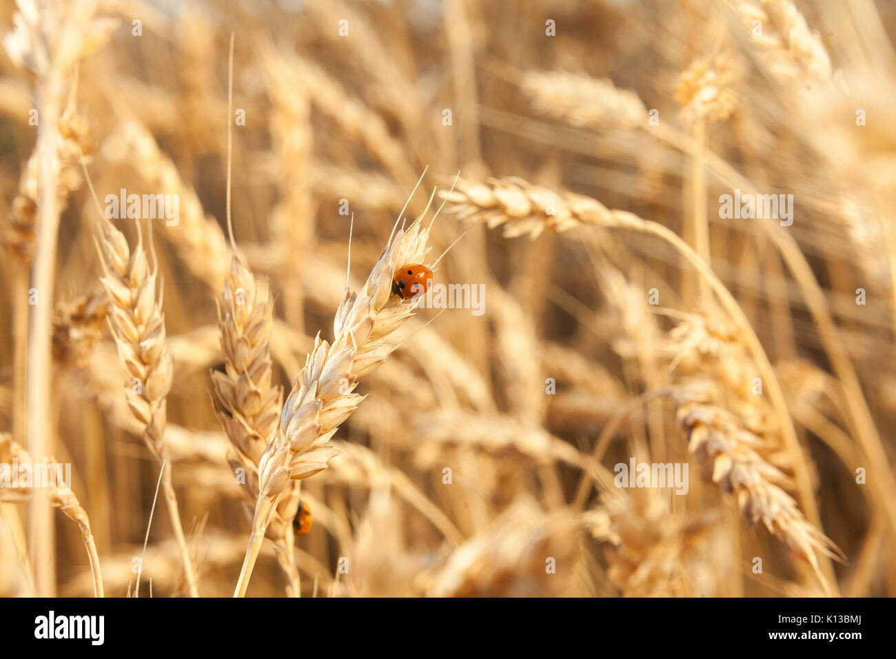 harmony, insects, nature concept. in the field of rye there are lots of ...