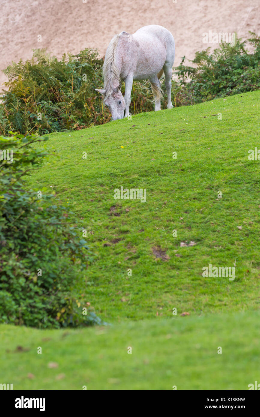 New forest horse hi-res stock photography and images - Alamy