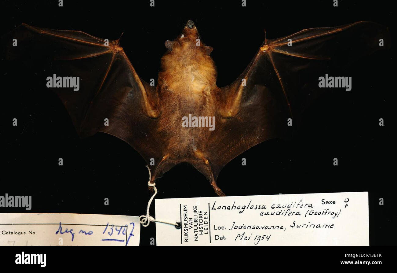 Anoura hi-res stock photography and images - Alamy