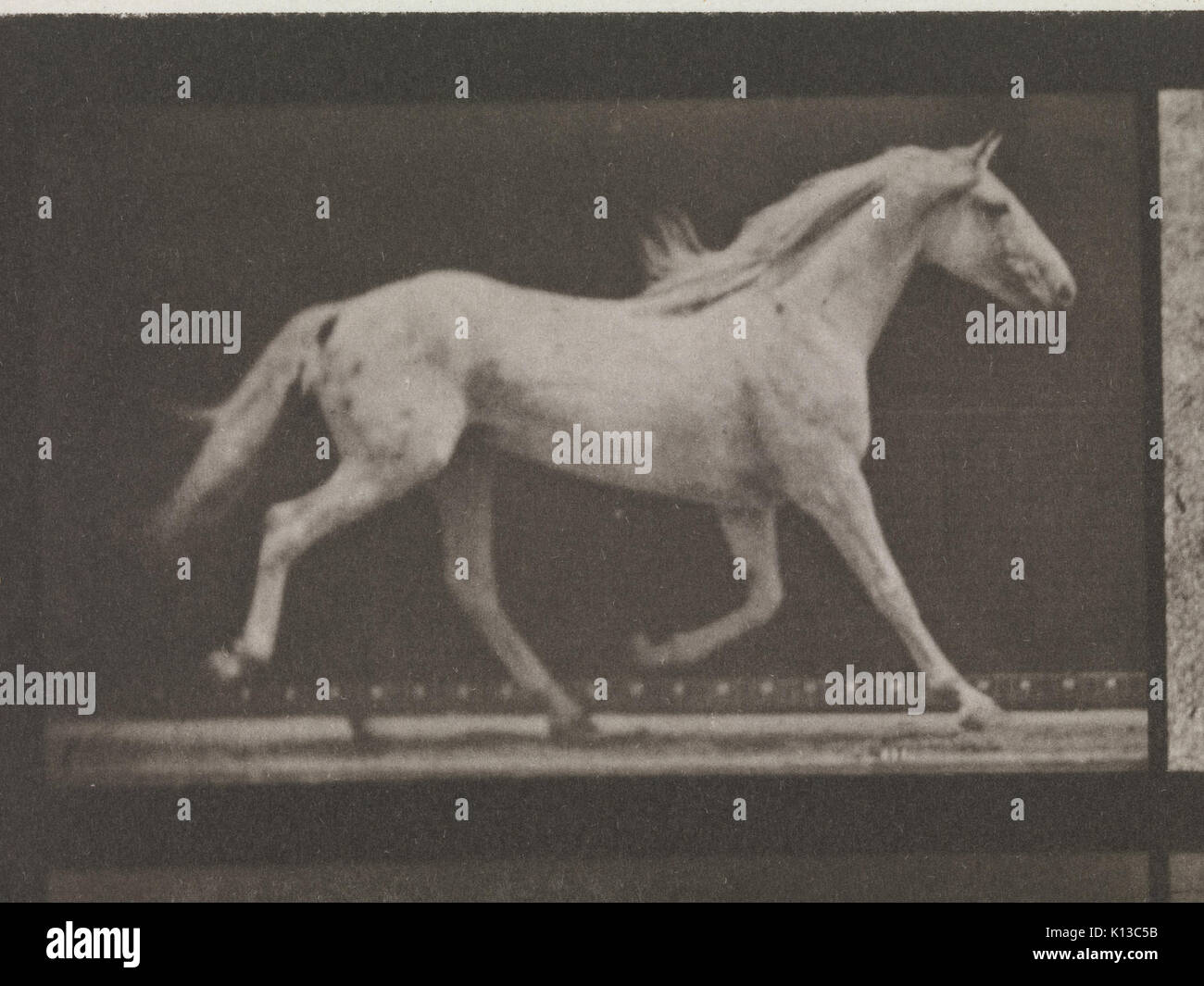 Animal movements phases hi-res stock photography and images - Alamy