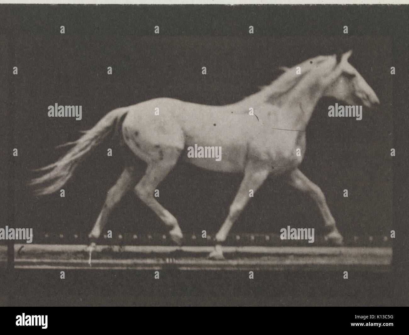 Animal Locomotion. An Electro Photographic Investigation of Consecutive ...