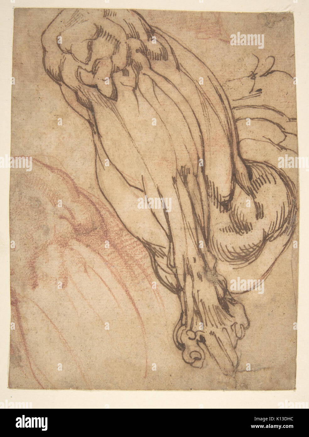 Anatomical Studies of a Leg (recto); Study of a Leg (verso) MET ...
