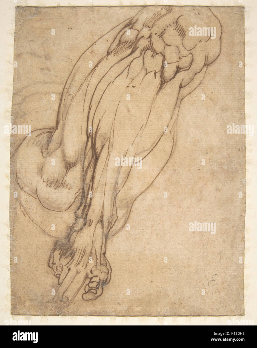 Anatomical Studies of a Leg (recto); Study of a Leg (verso) MET ...