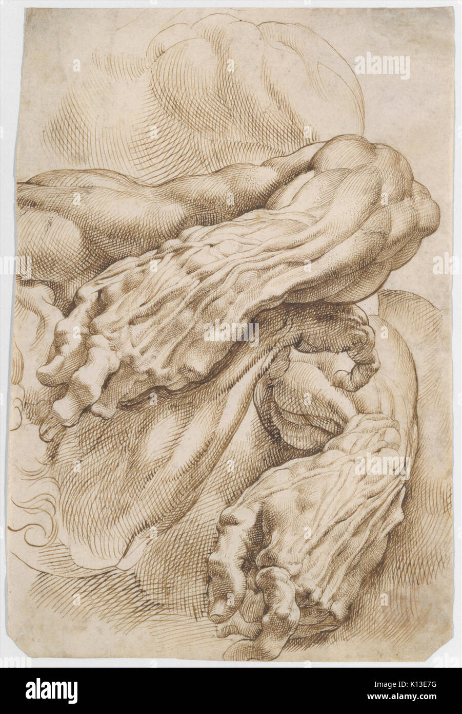 Anatomical Studies a left forearm in two positions and a right forearm ...
