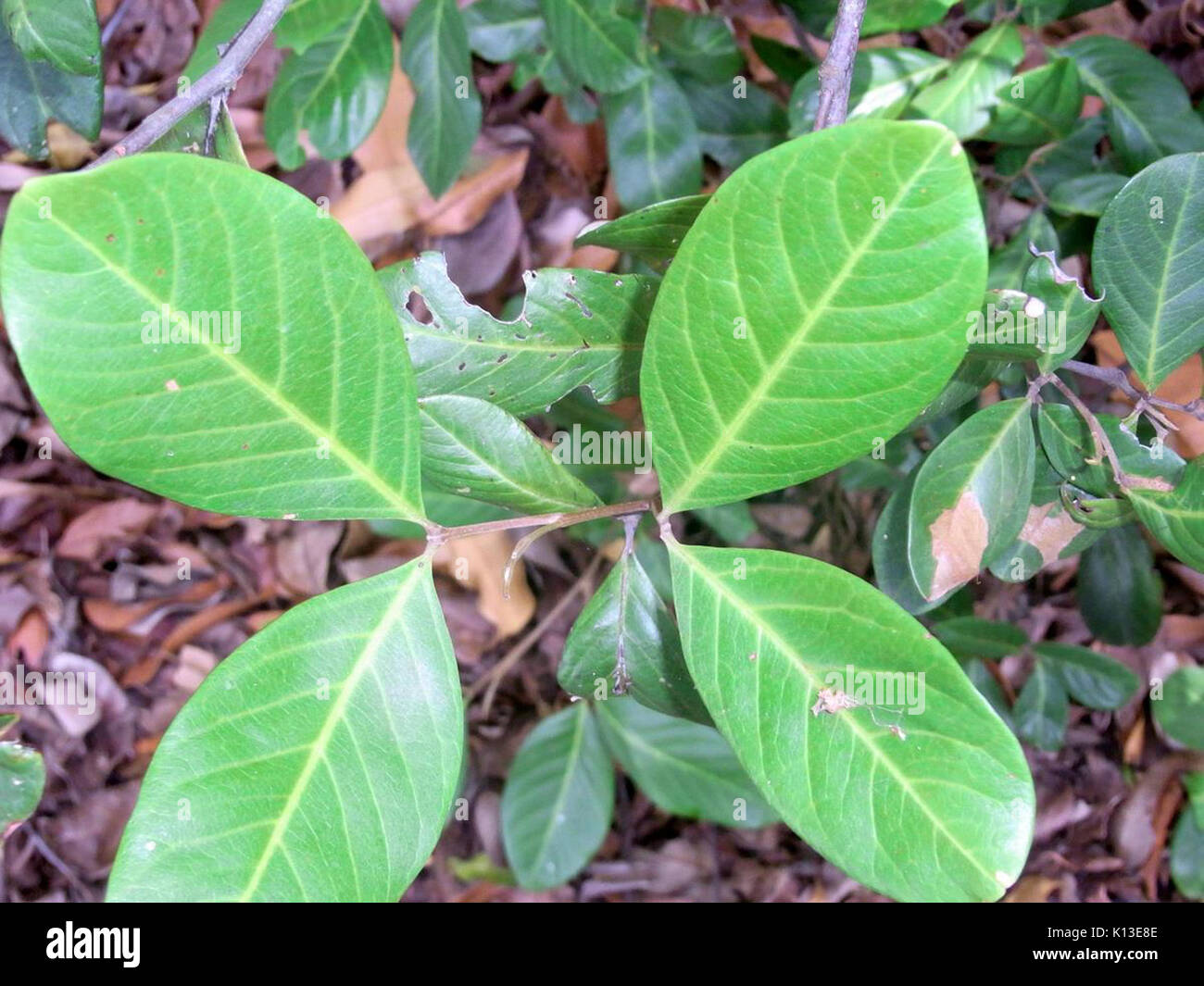 Alectryon coriaceus Mt Annan Stock Photo - Alamy