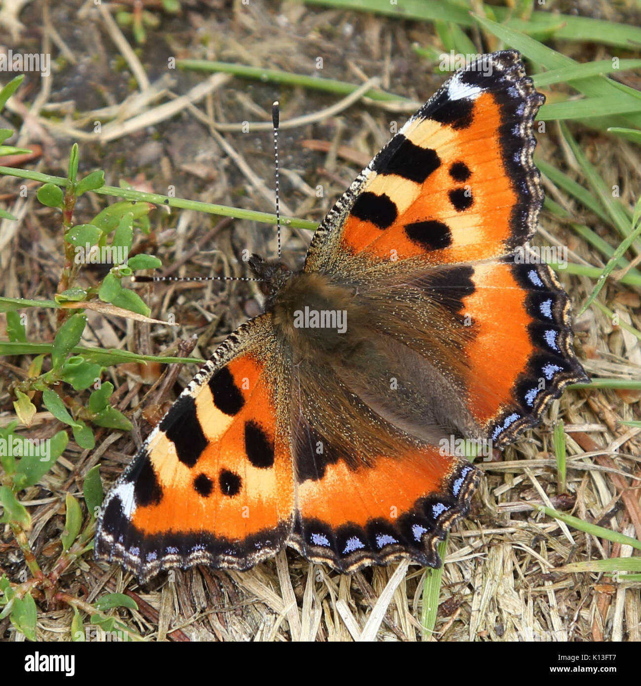 Aglais urticae drawing hi-res stock photography and images - Alamy