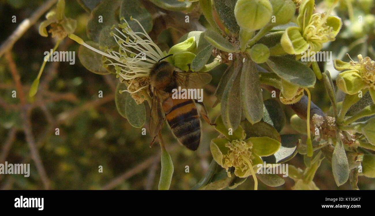 Apis mell syr 02 Stock Photo - Alamy