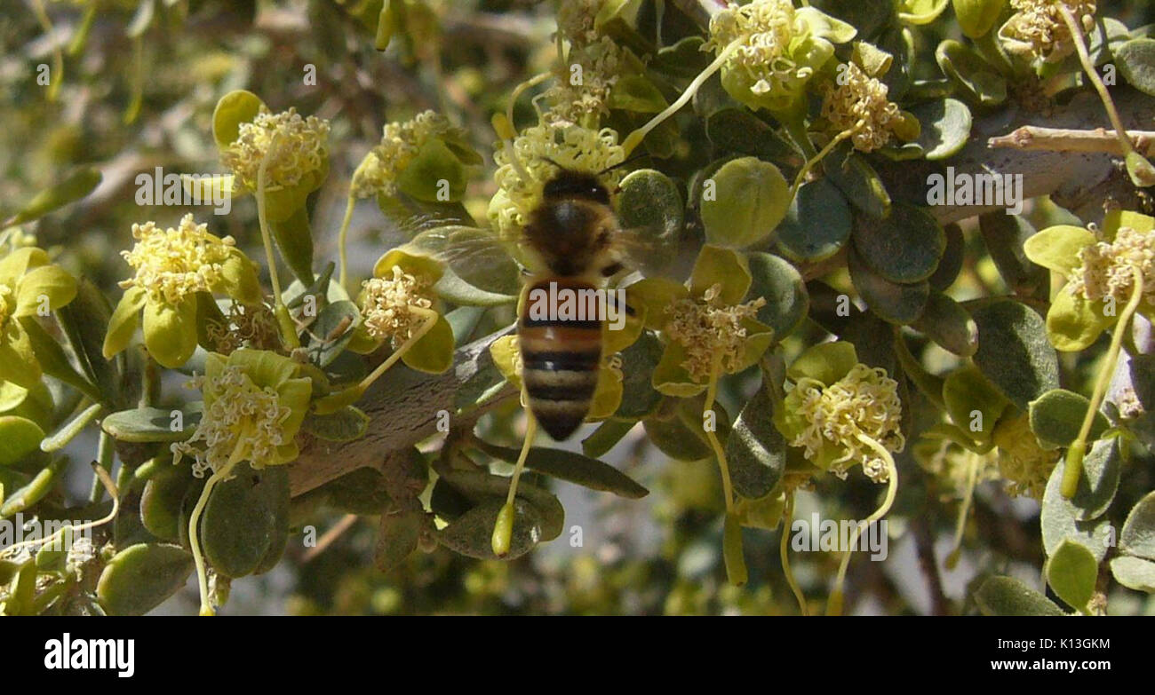 Apis mell syr 03 Stock Photo - Alamy