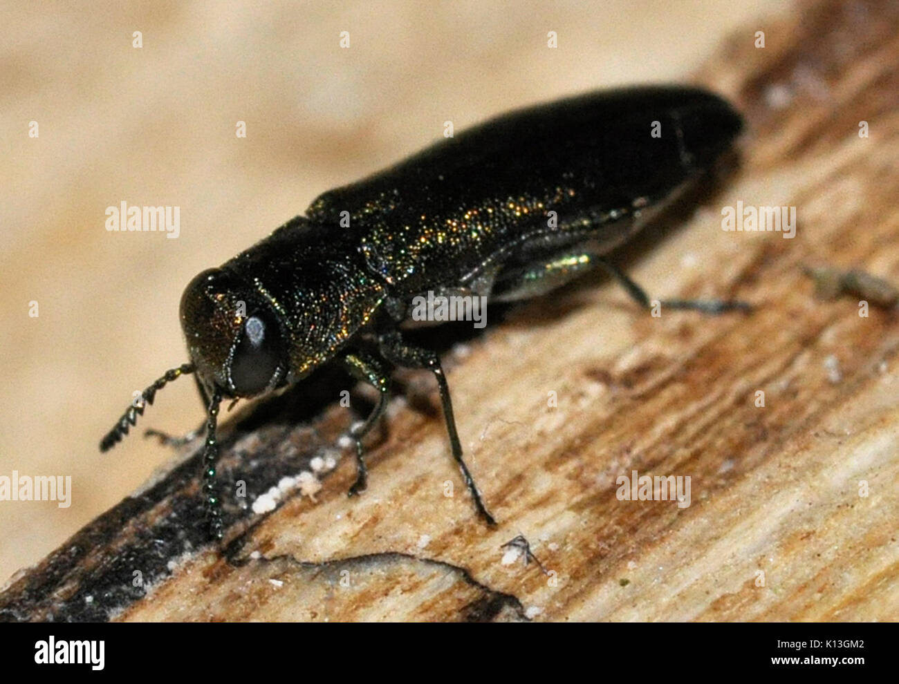 Agrilus angustulus hi-res stock photography and images - Alamy
