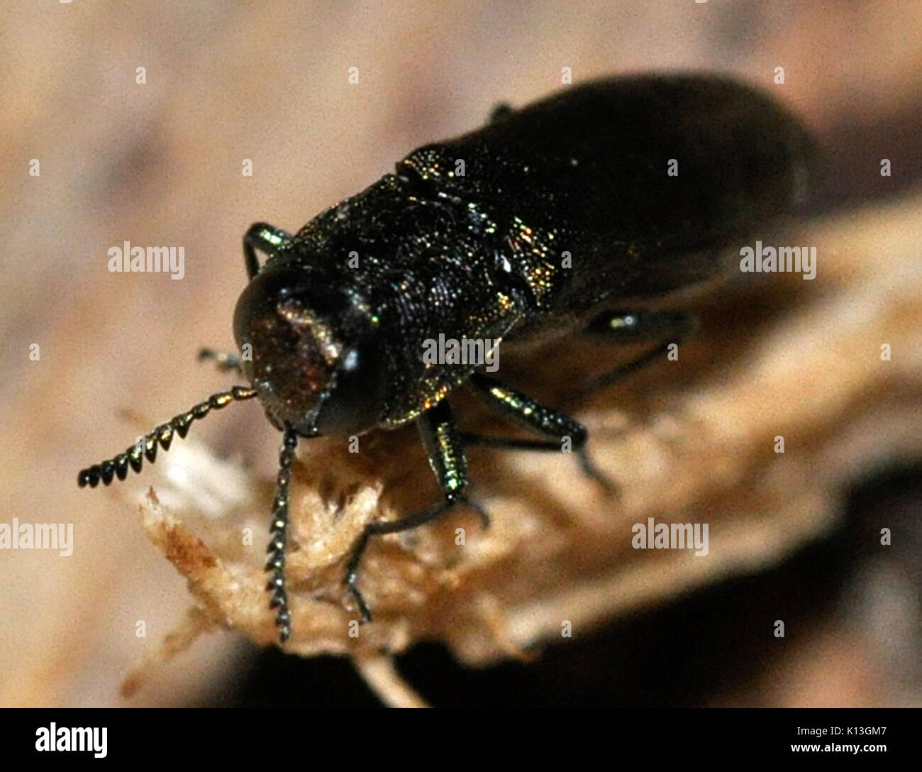 Agrilus angustulus hi-res stock photography and images - Alamy