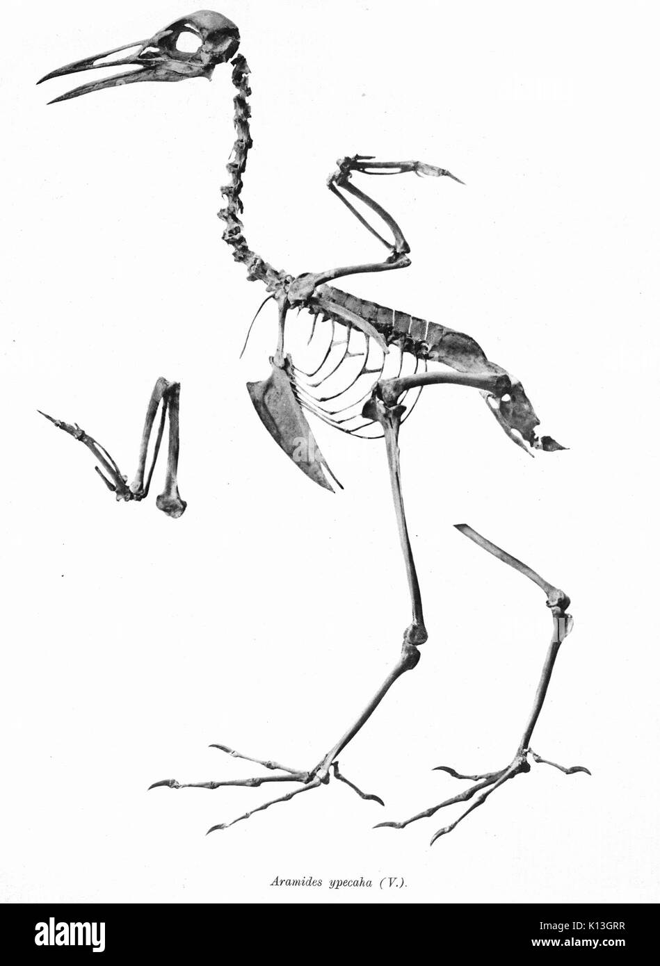 A detailed image of Aramides ypecaha, also known as the grey-necked ...
