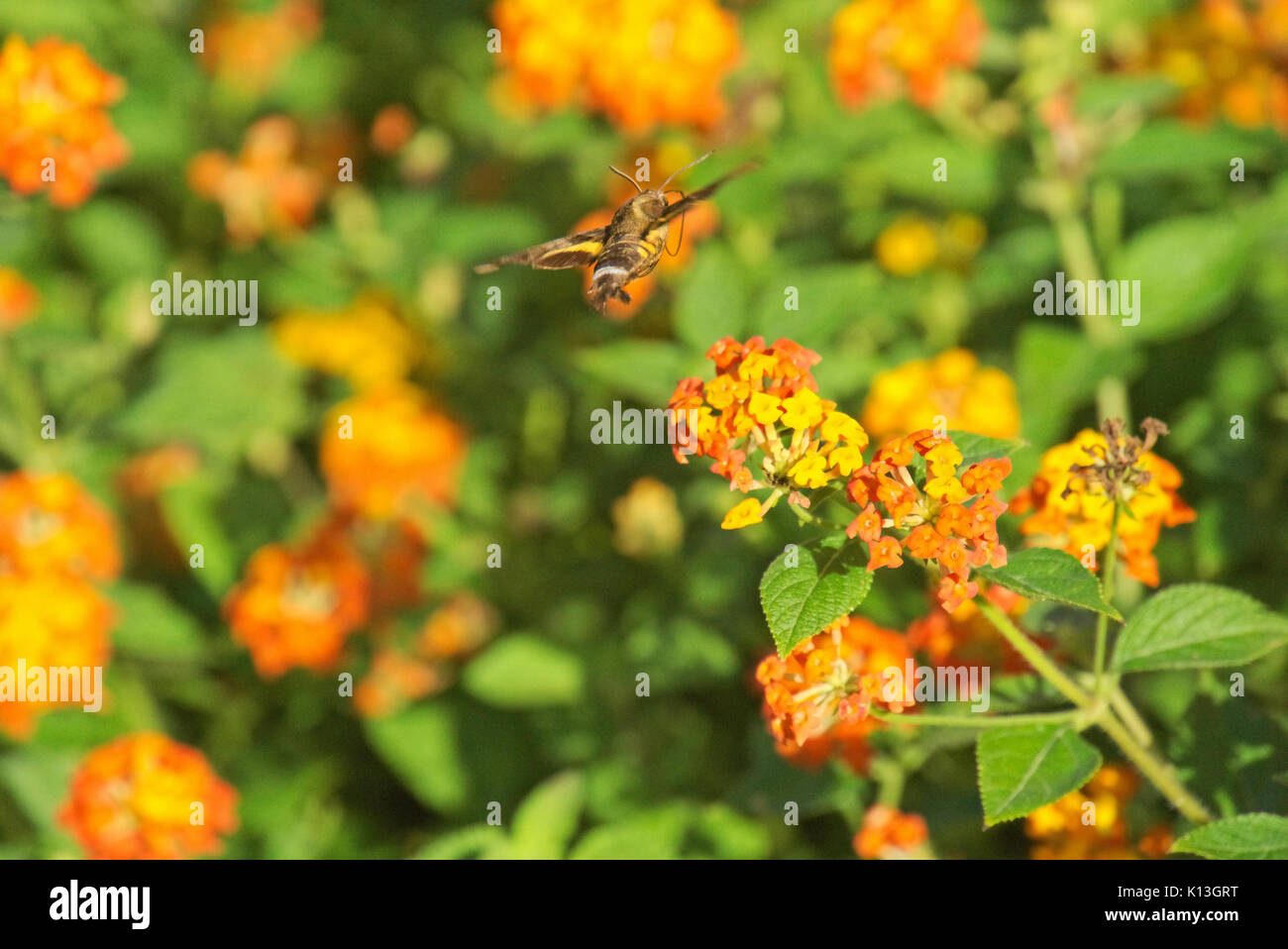 Maneuvers map hi-res stock photography and images - Alamy