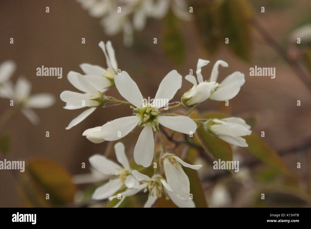 Juneberry amelanchier lamarckii hi-res stock photography and images - Alamy