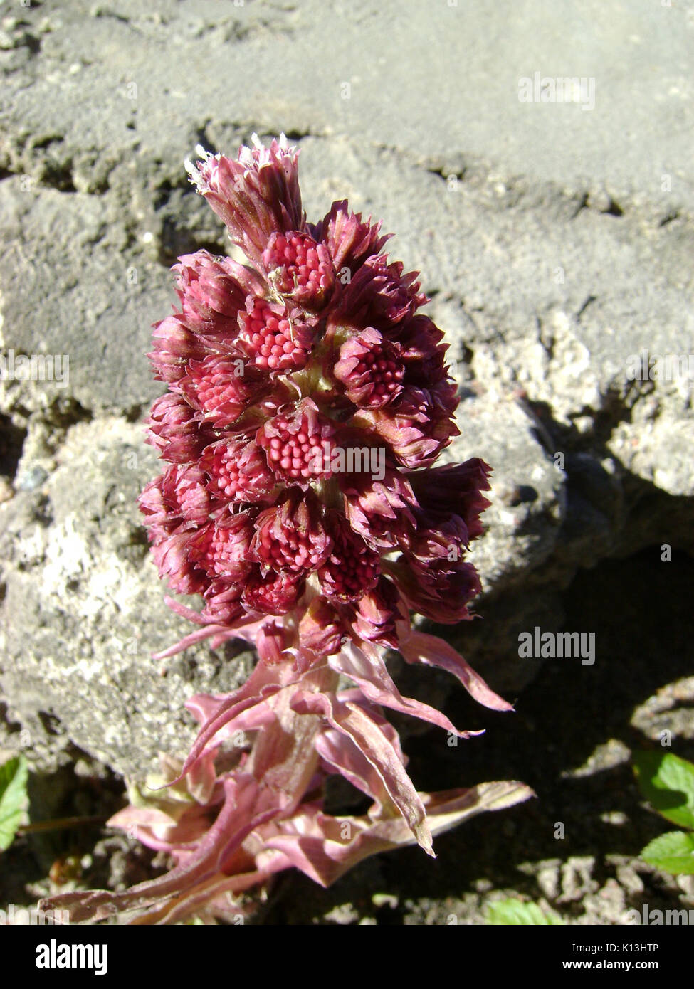 Allotropa hi-res stock photography and images - Alamy