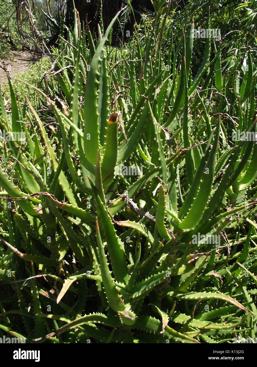 Aloe kedongensis hi-res stock photography and images - Alamy