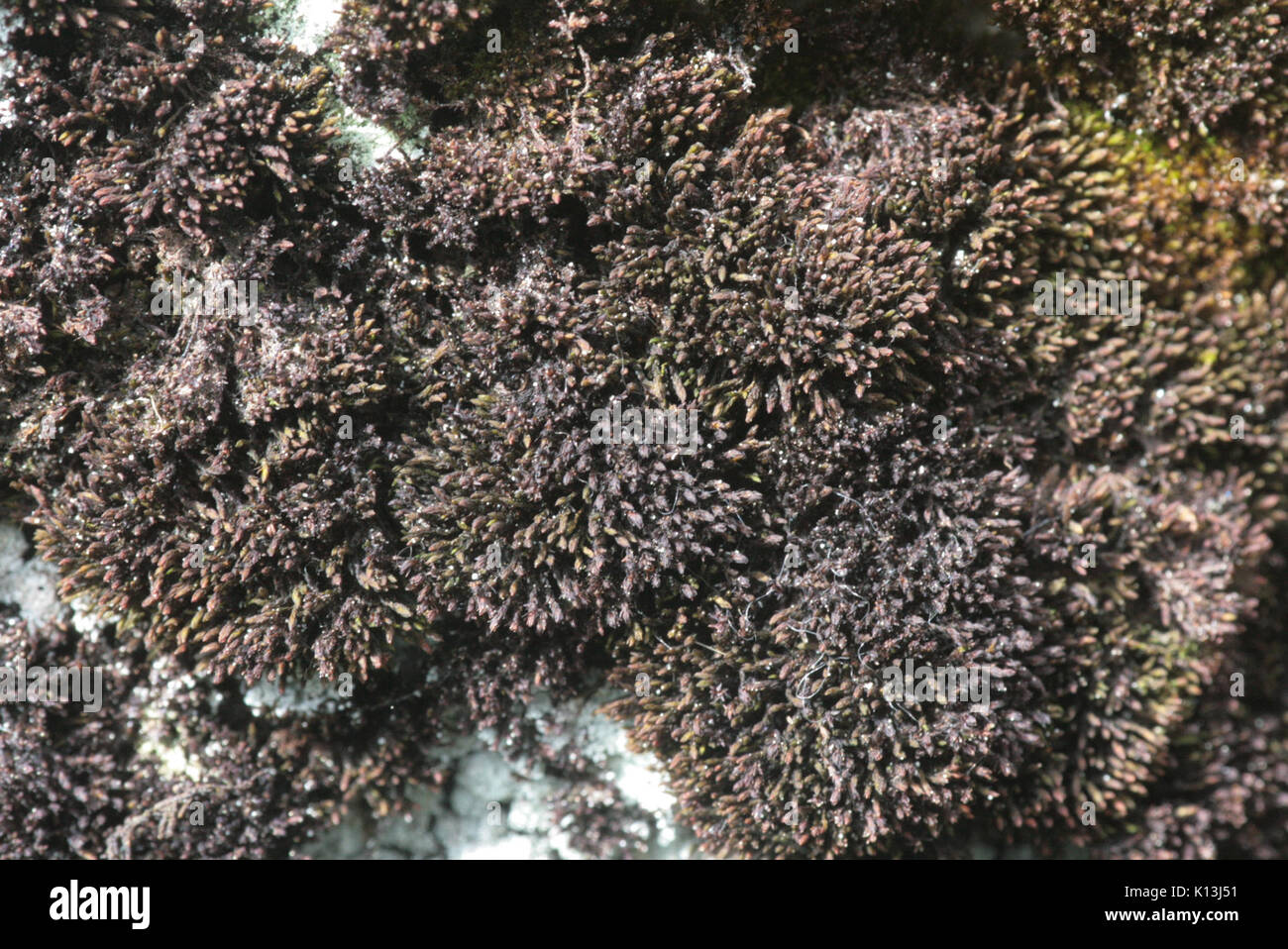 Andreaea rupestris hi-res stock photography and images - Alamy
