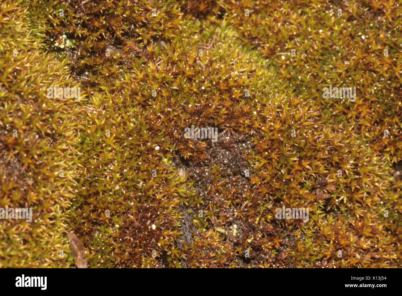 Andreaea rupestris (b, 150028 481738) 3753 Stock Photo - Alamy