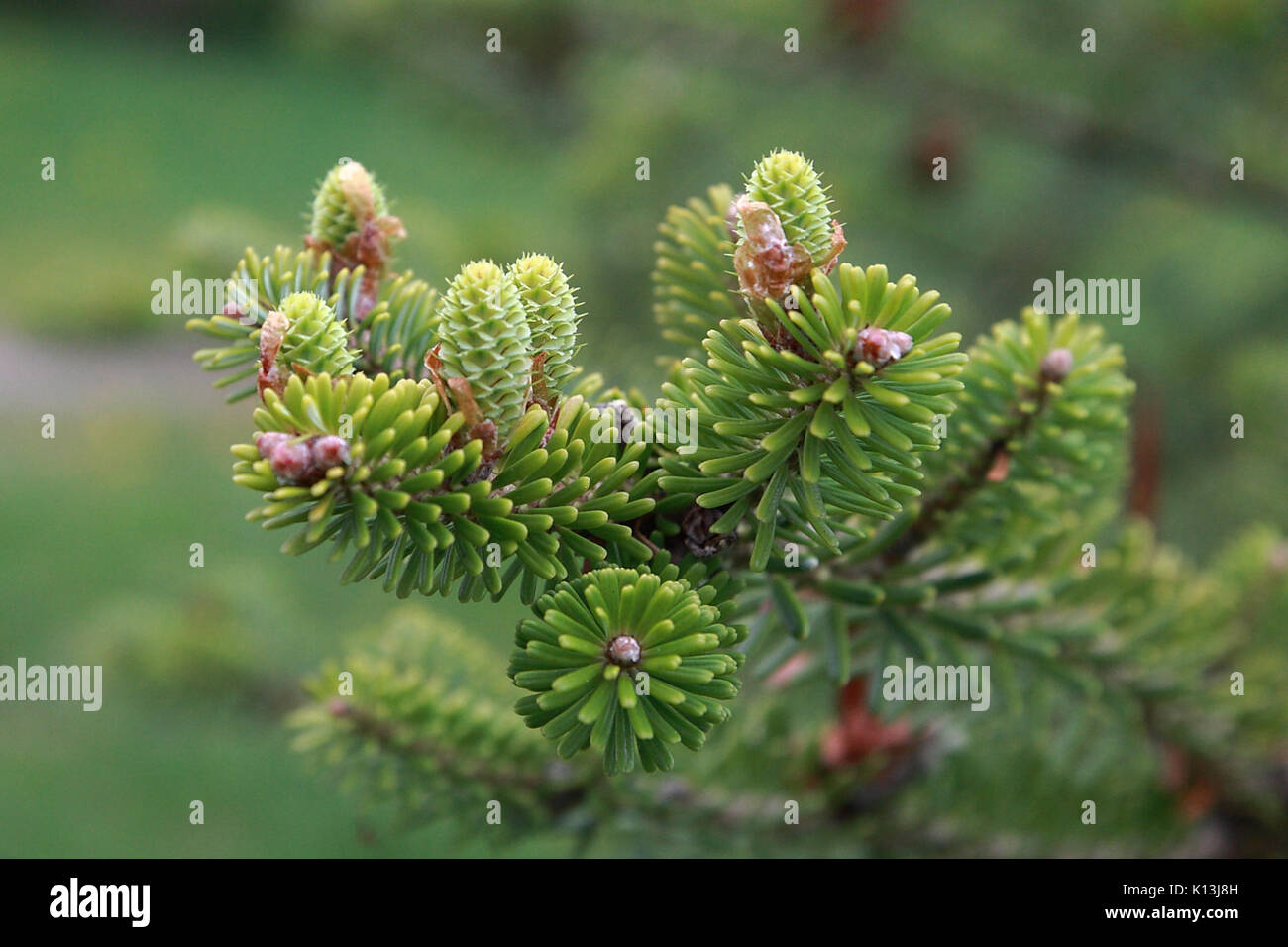 Abies koreana seed cones Stock Photo - Alamy