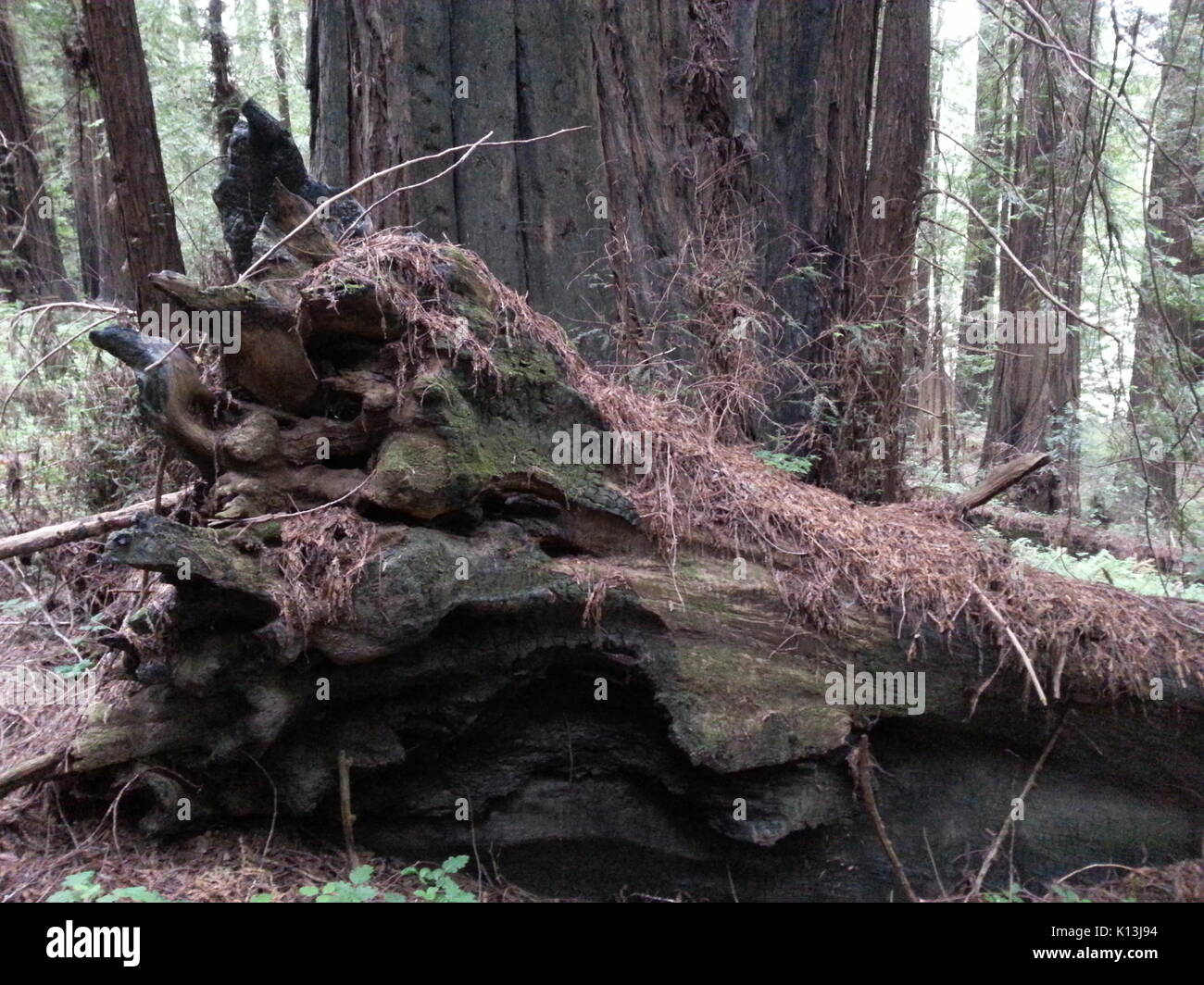 Fallen redwood tree hi-res stock photography and images - Alamy