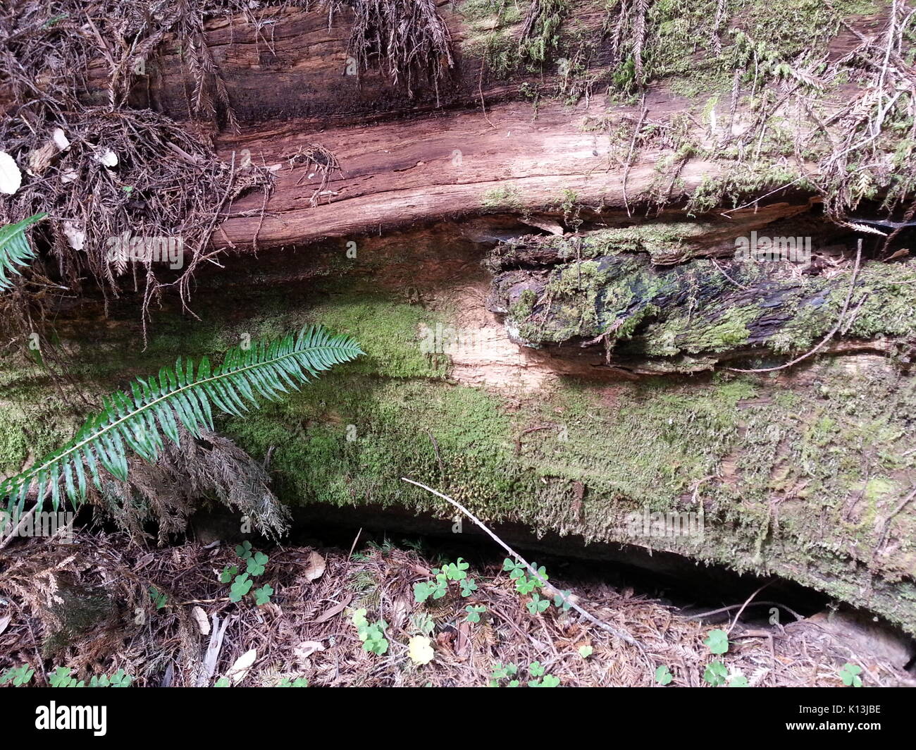 Fallen log hi-res stock photography and images - Alamy