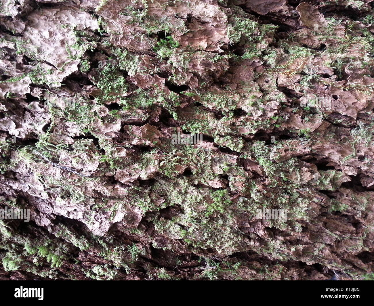 Mossy Wood Texture 5 Stock Photo - Alamy
