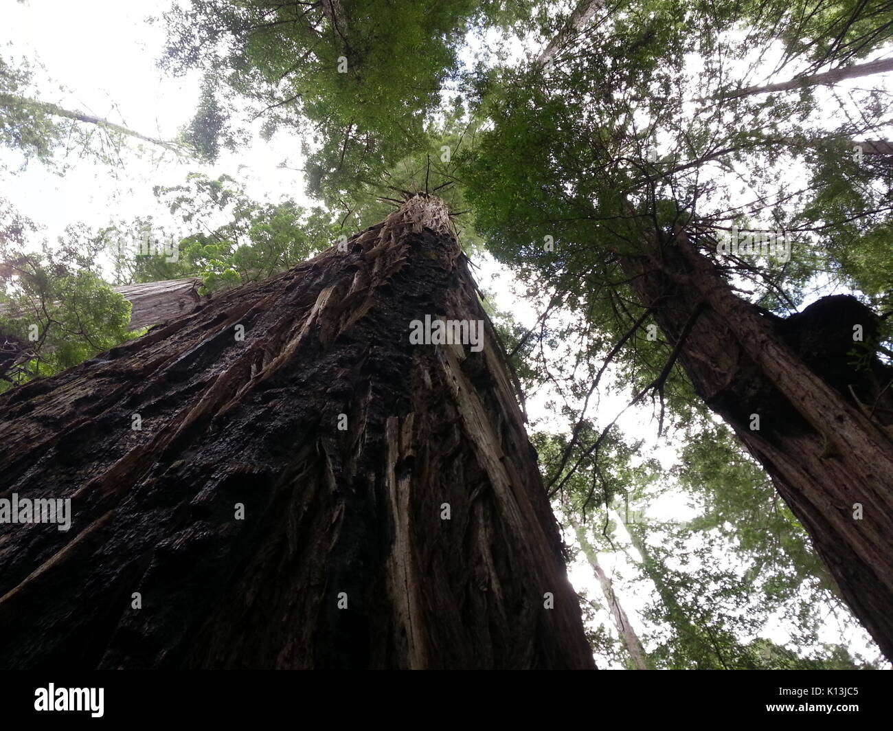 Redwood canopy hi-res stock photography and images - Alamy